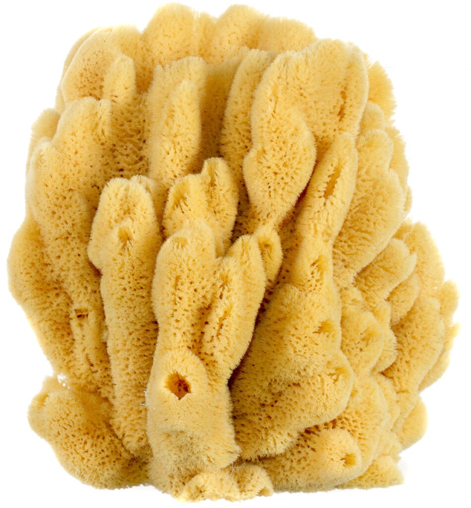 Bahamian 'Mangrove Key' Decor Sponge - Natural Bath & Body Shop