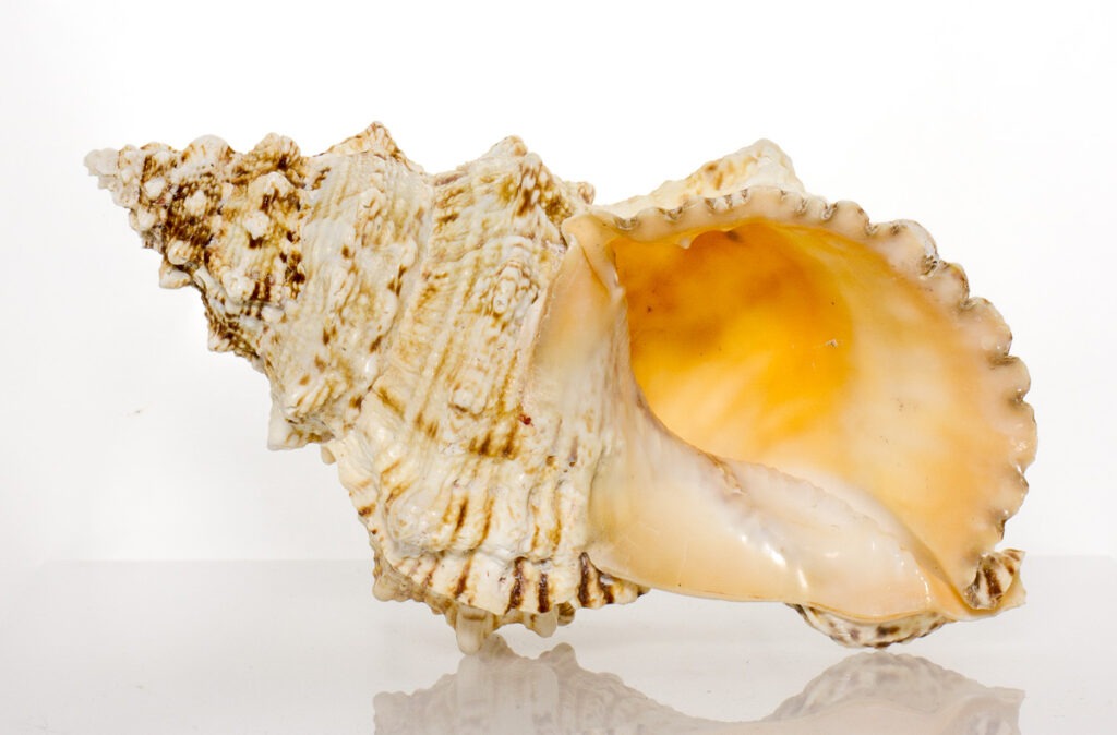 Large 9"-10" Decor Pacific Lampas Shell By SeaSationals - Natural Bath ...