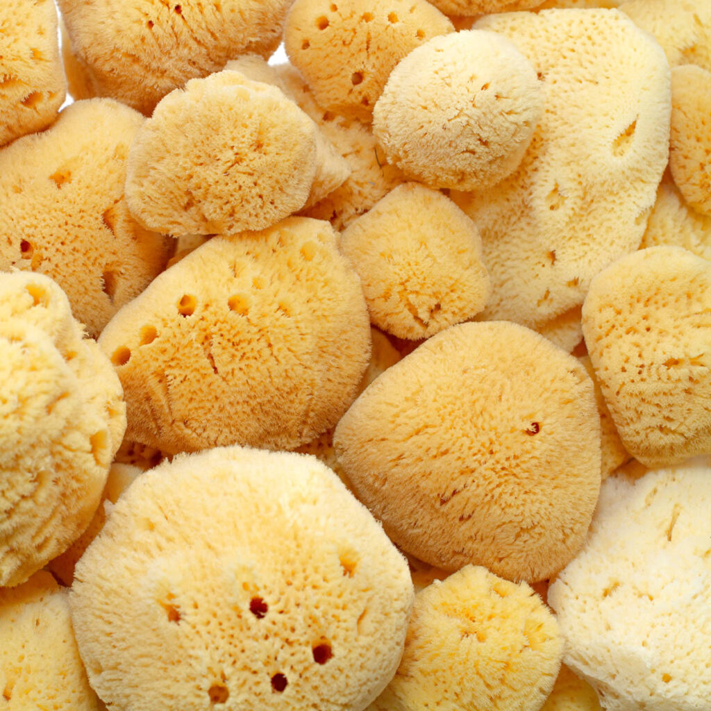 Caribbean Silk Sponge - Natural Bath & Body Shop