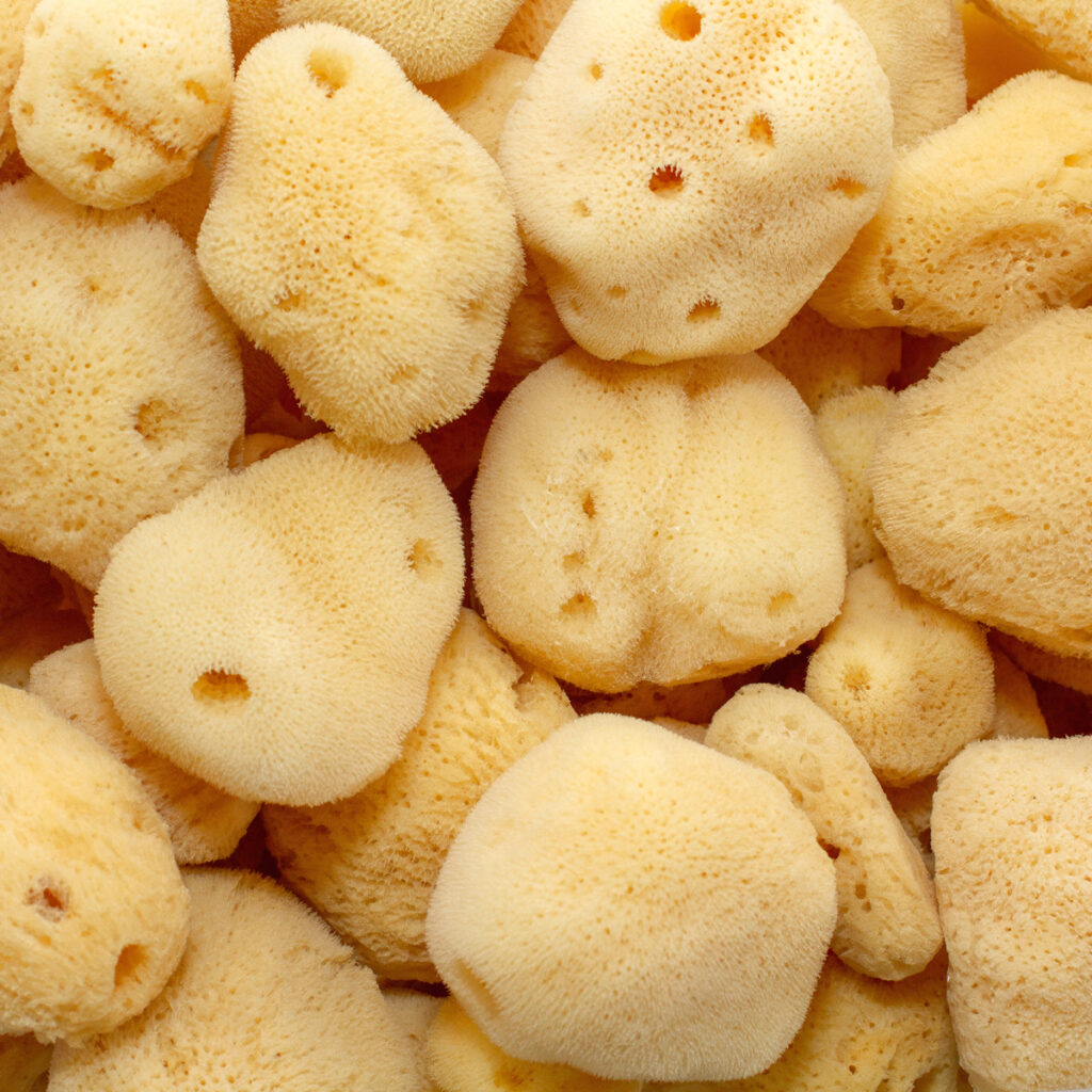 Natural Sea Sponges – Natural Bath & Body Shop